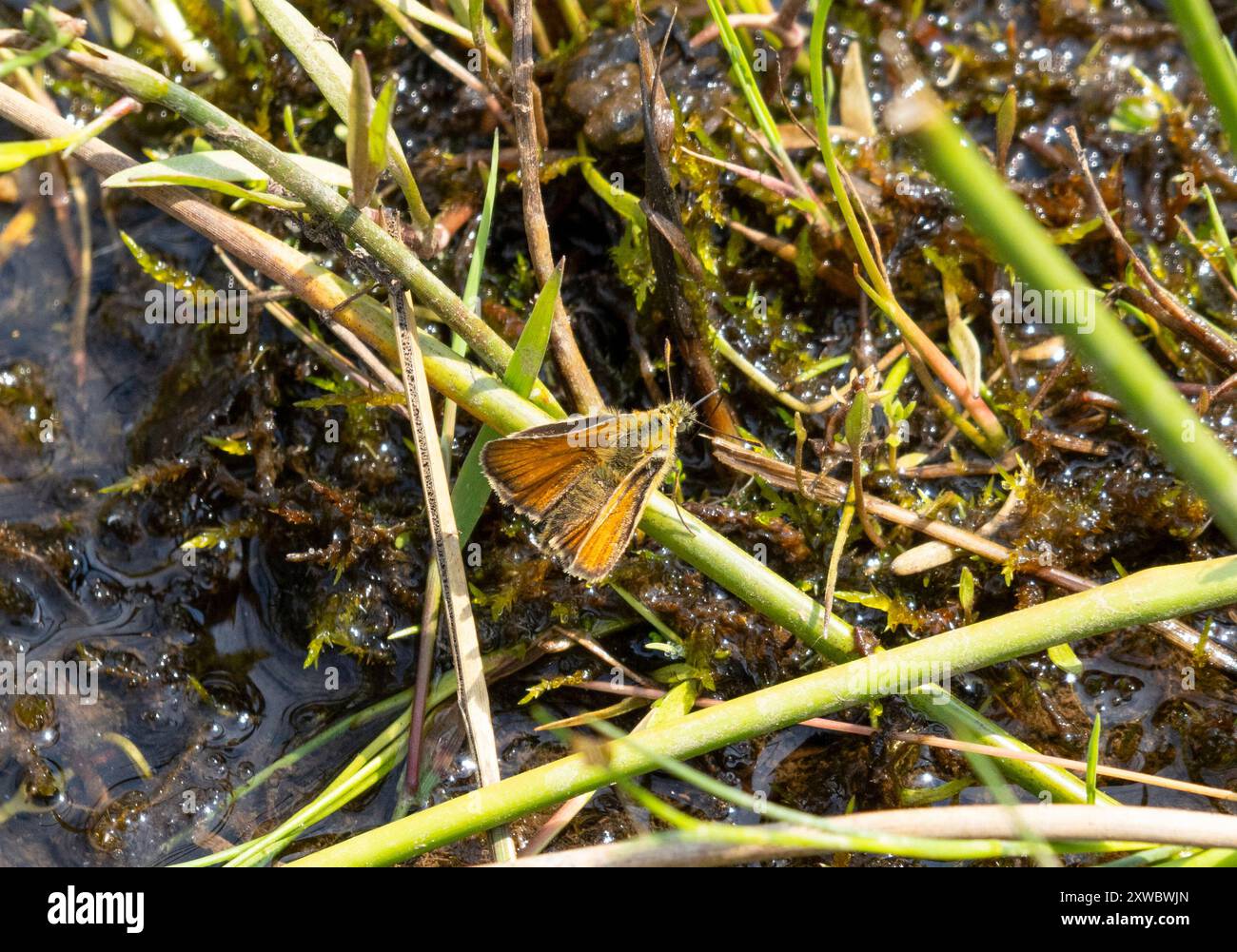 Orange and brown skipper butterfly hi-res stock photography and images ...
