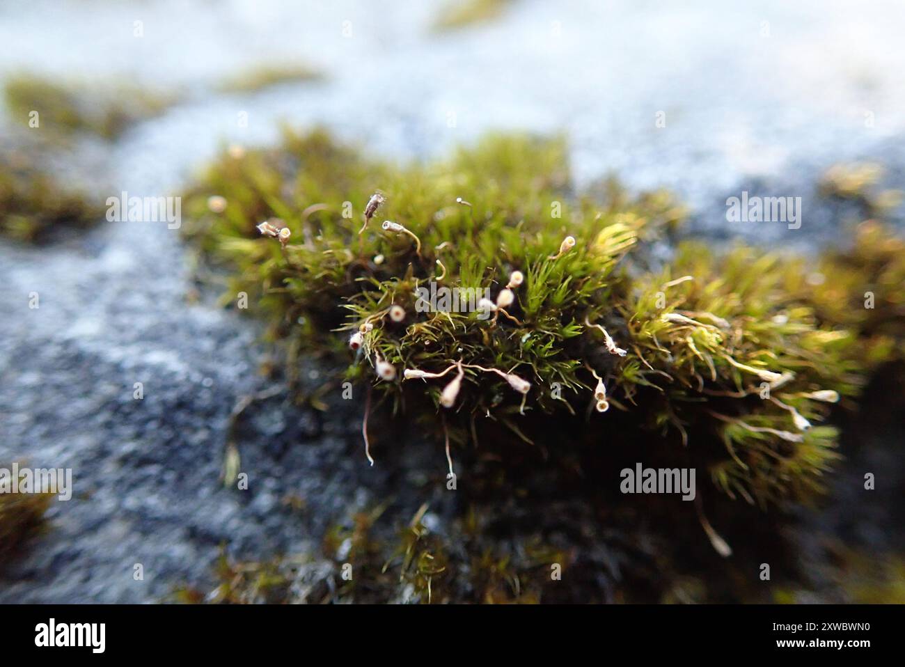 Sharp-leaved Blindia (Blindia acuta) Plantae Stock Photo - Alamy