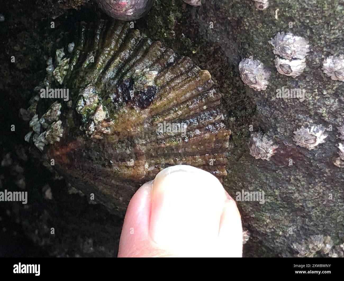 Common European Limpet (Patella vulgata) Mollusca Stock Photo - Alamy
