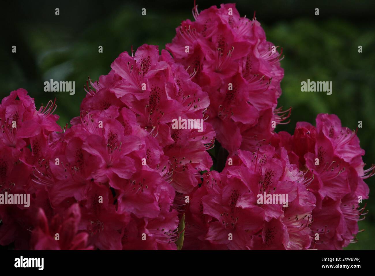 rhododendrons and azaleas (Rhododendron) Plantae Stock Photo - Alamy