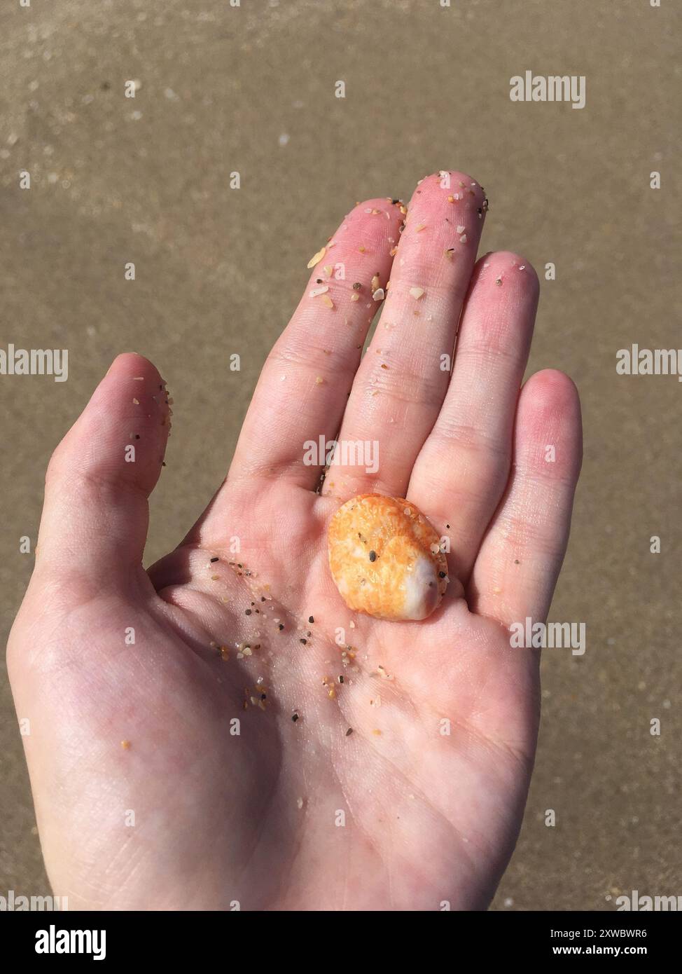 Jewel boxes (Chamidae) Mollusca Stock Photo - Alamy