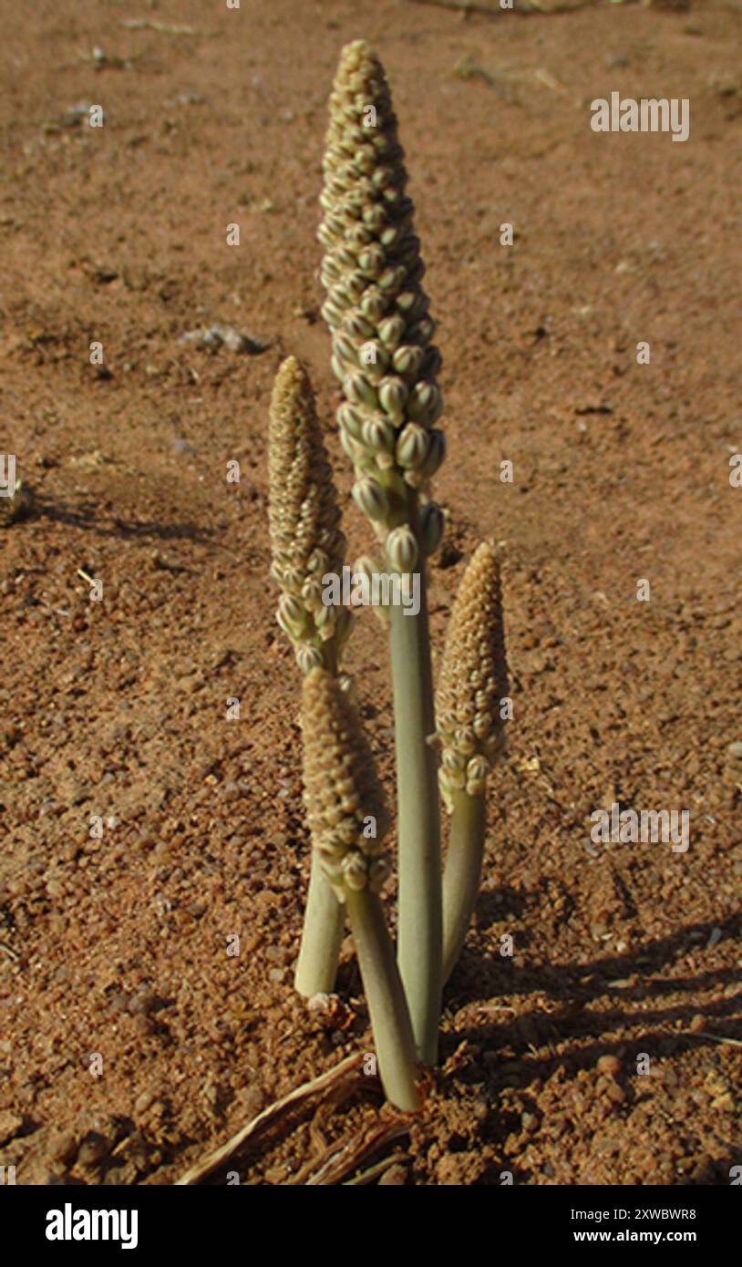Red Squill (Drimia sanguinea) Plantae Stock Photo - Alamy