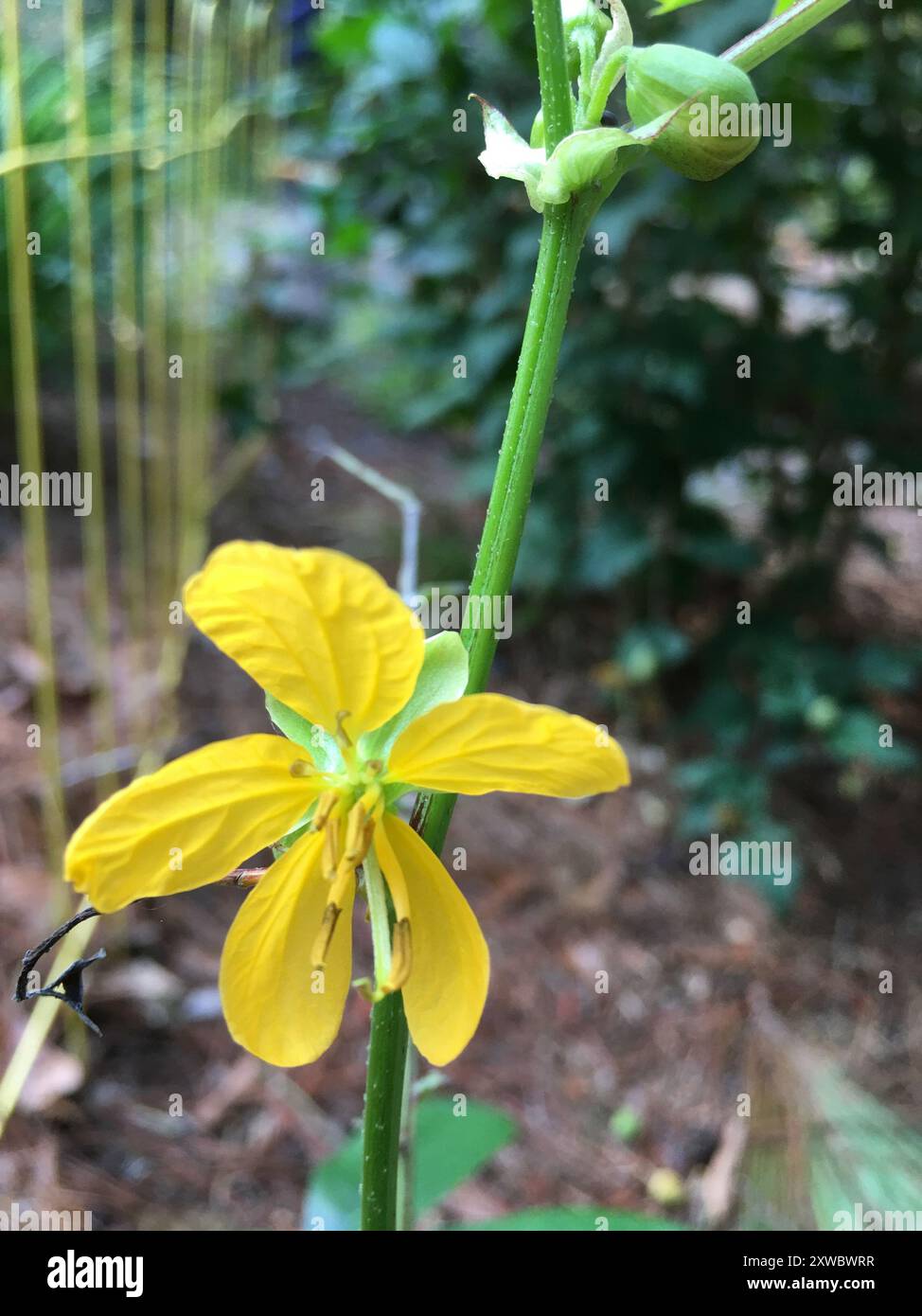 sennas (Senna) Plantae Stock Photo - Alamy