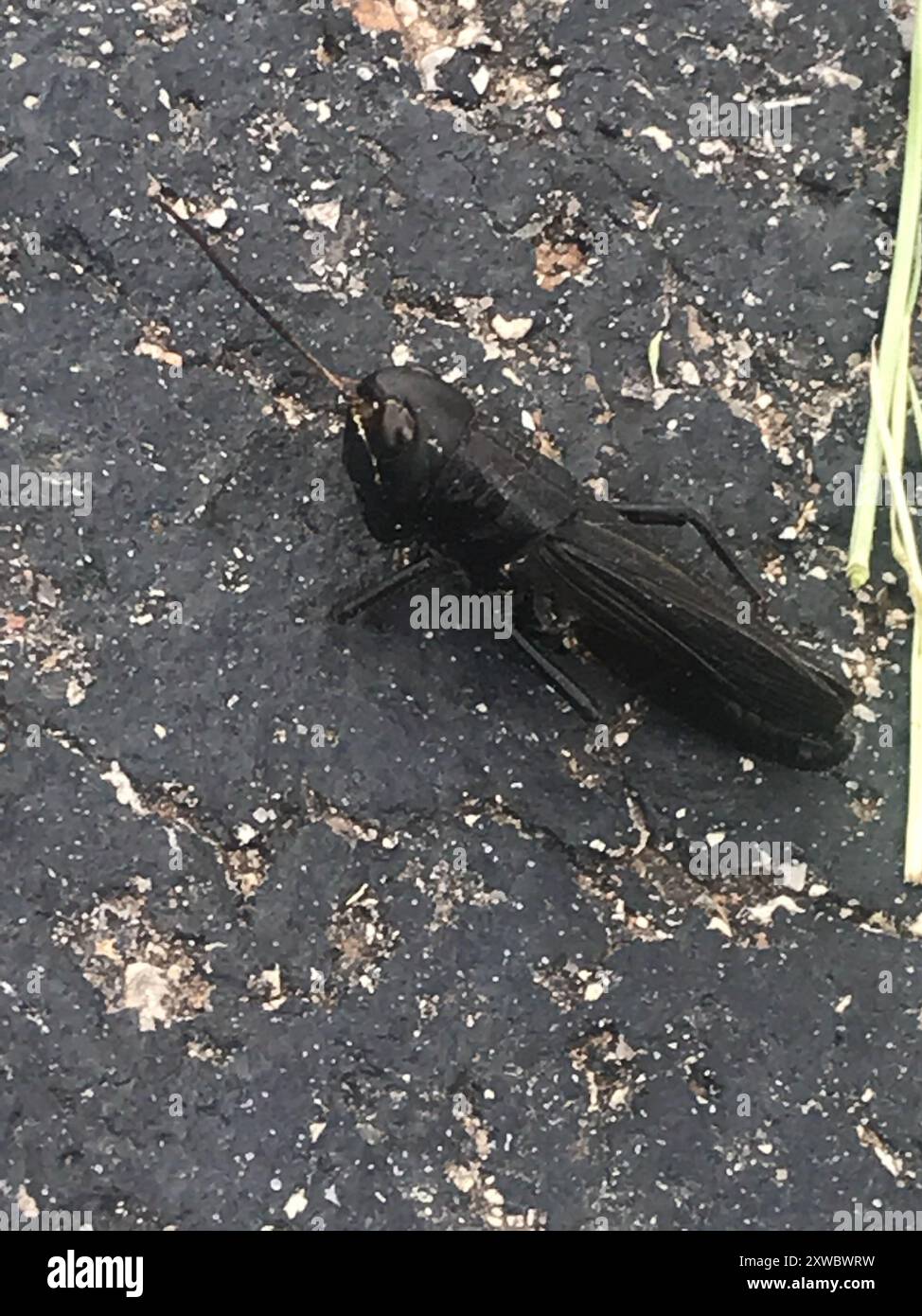 Ebony Grasshopper (Boopedon nubilum) Insecta Stock Photo - Alamy