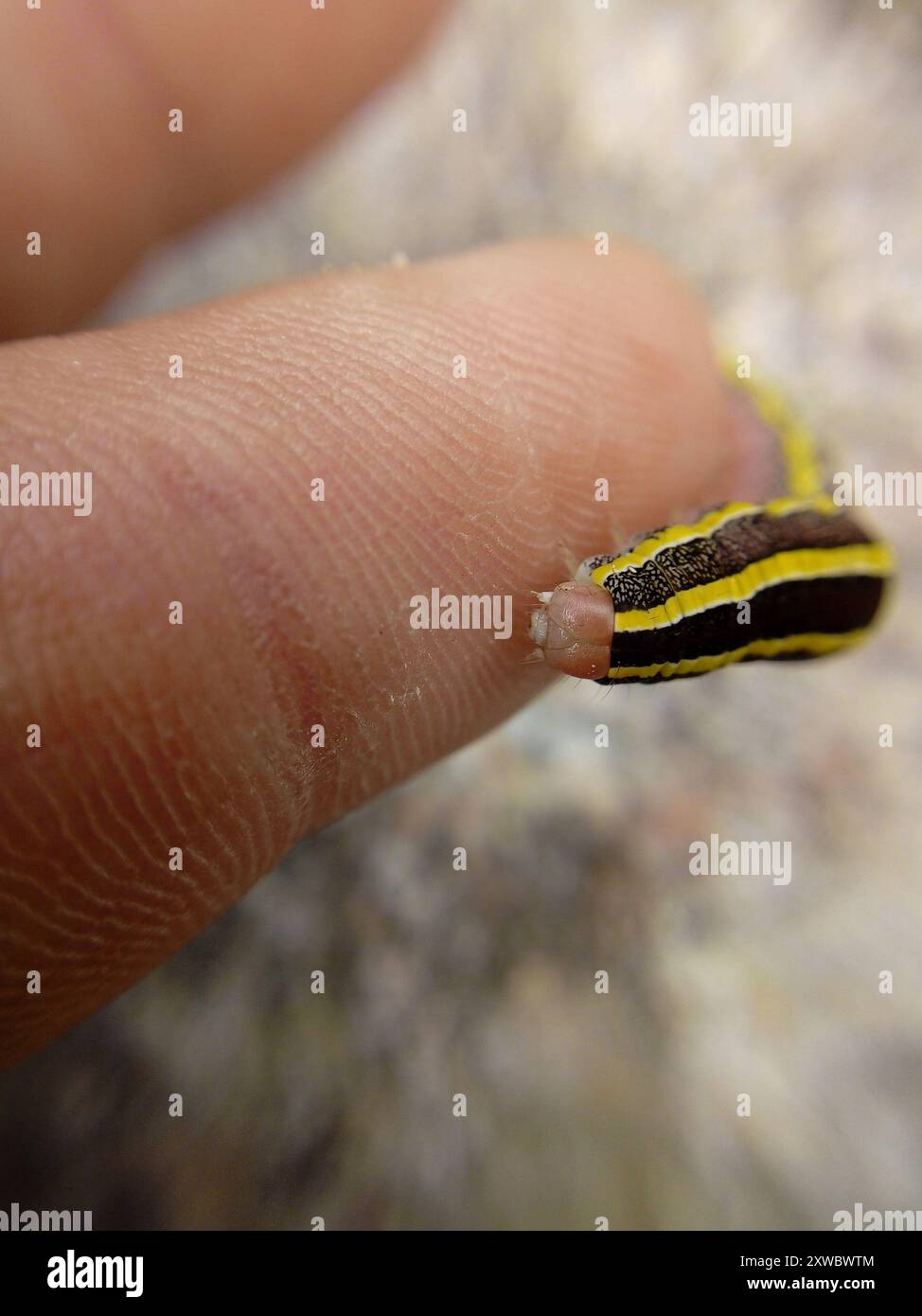 Broom Moth (Ceramica pisi) Insecta Stock Photo - Alamy