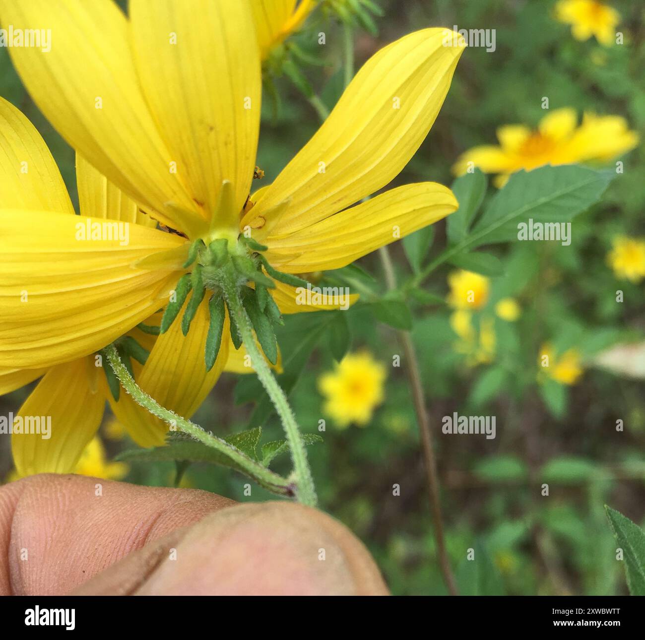 Bearded Beggarticks (Bidens aristosa) Plantae Stock Photo - Alamy