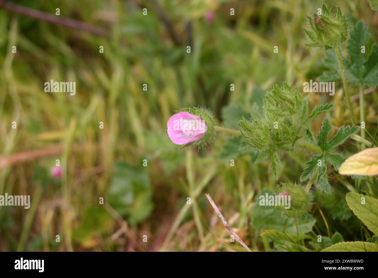 Rough Marsh-mallow (Malva setigera) Plantae Stock Photo - Alamy