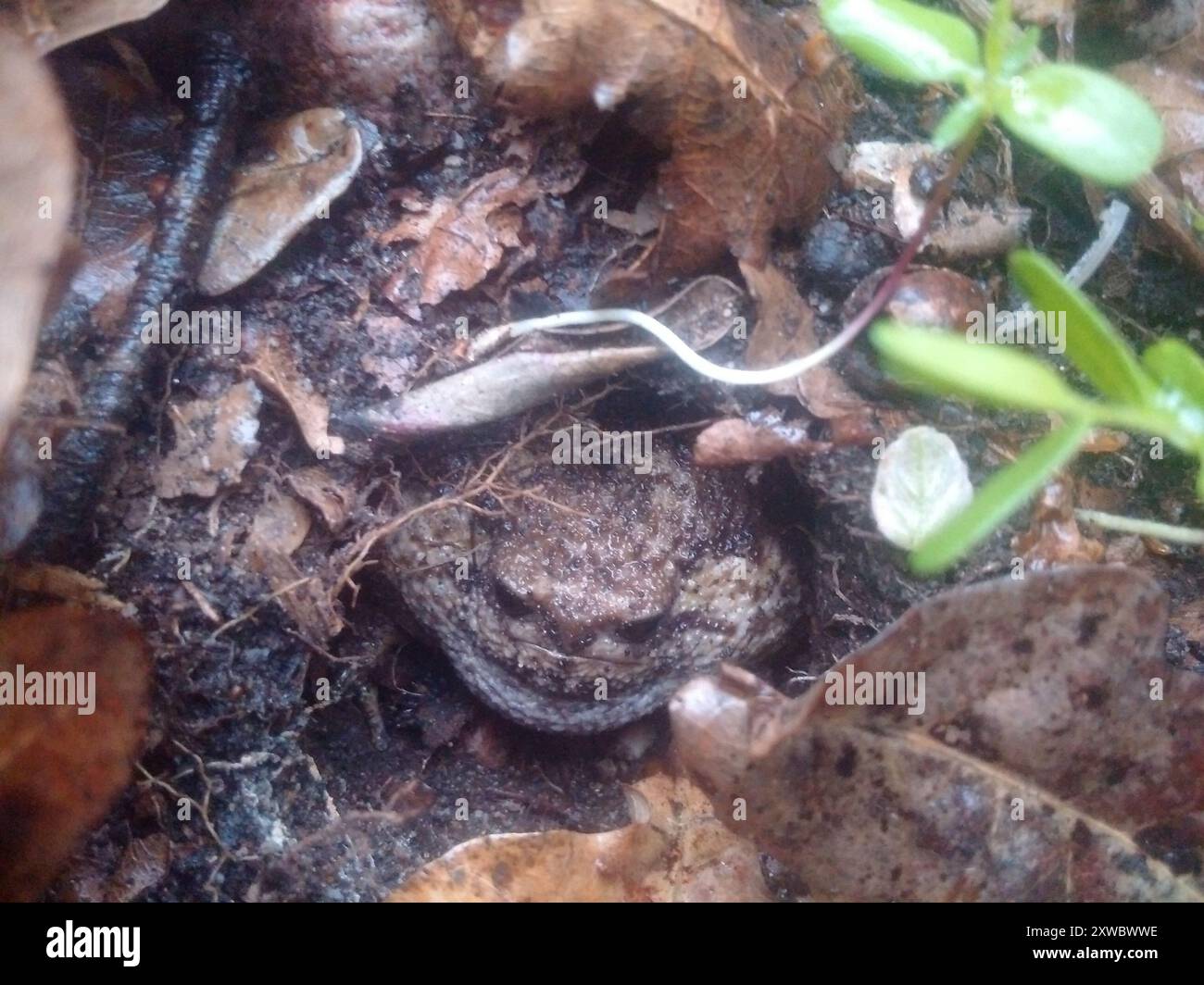 Giant Rain Frog (Breviceps gibbosus) Amphibia Stock Photo - Alamy