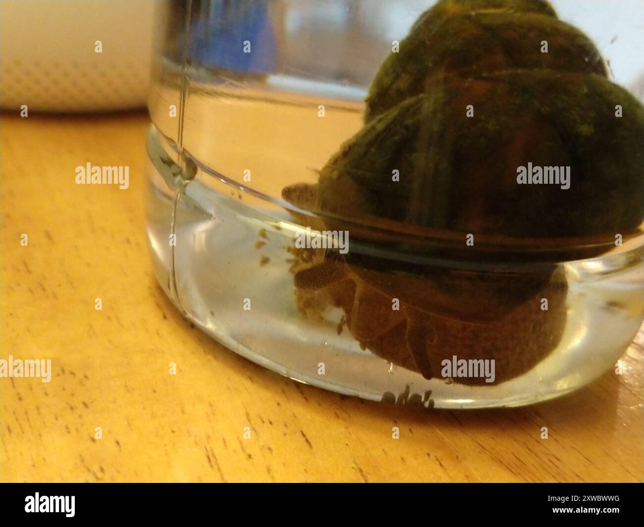 Cipangopaludina chinensis hi-res stock photography and images - Alamy