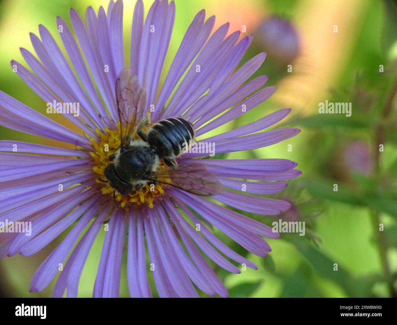 Golden-tailed Leafcutter Bee (Megachile relativa) Insecta Stock Photo ...