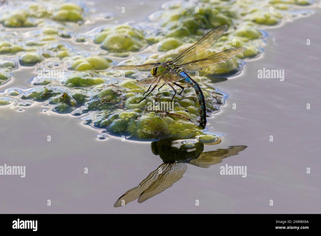Female Emperor dragonfly ovipositing (laying eggs Stock Photo - Alamy