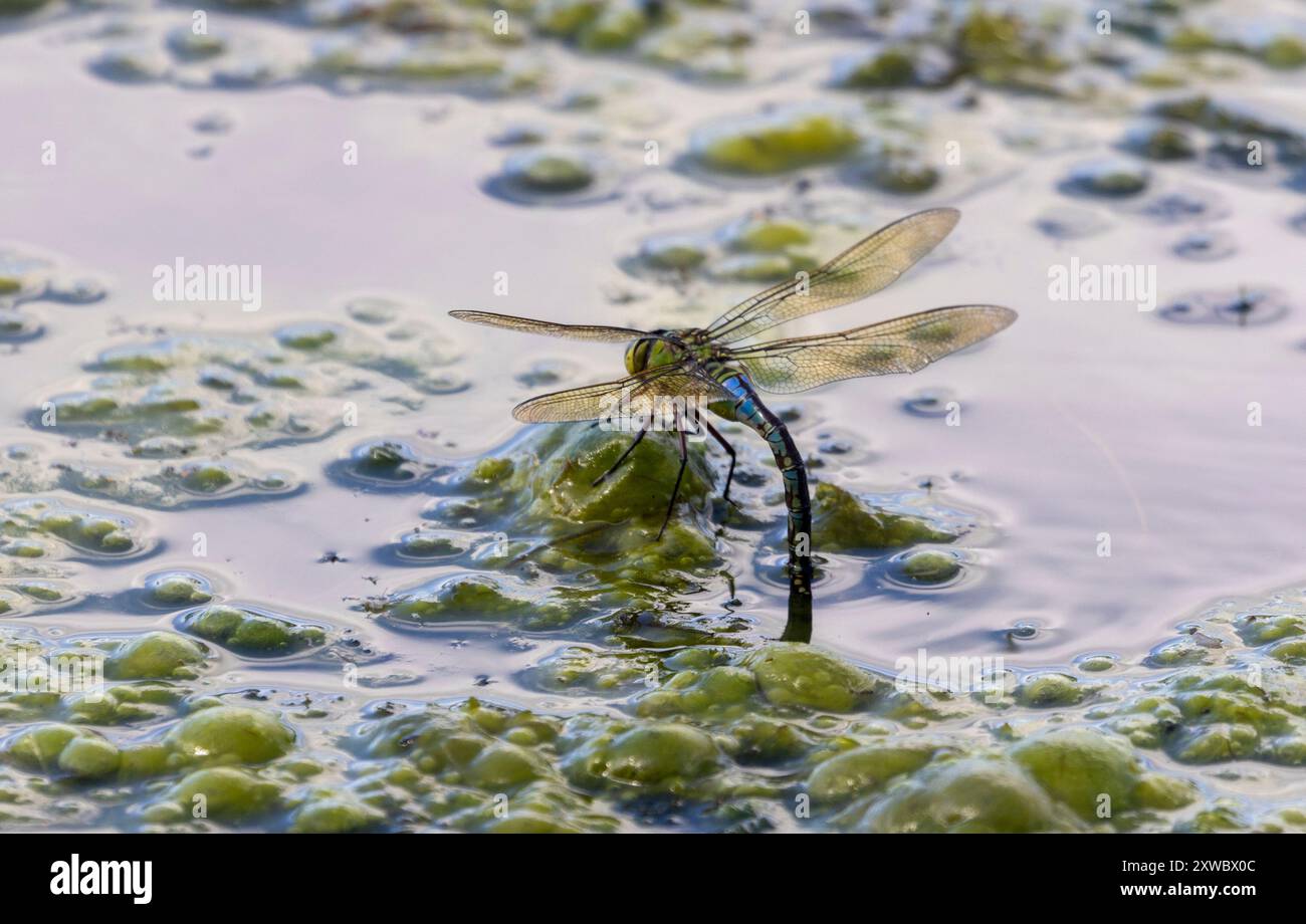 Female Emperor dragonfly ovipositing (laying eggs Stock Photo - Alamy