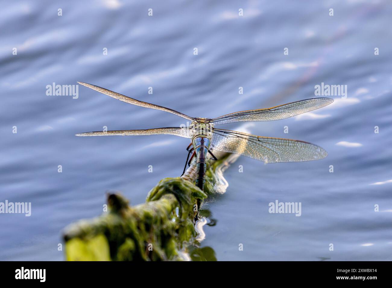 Female Emperor dragonfly ovipositing (laying eggs Stock Photo - Alamy