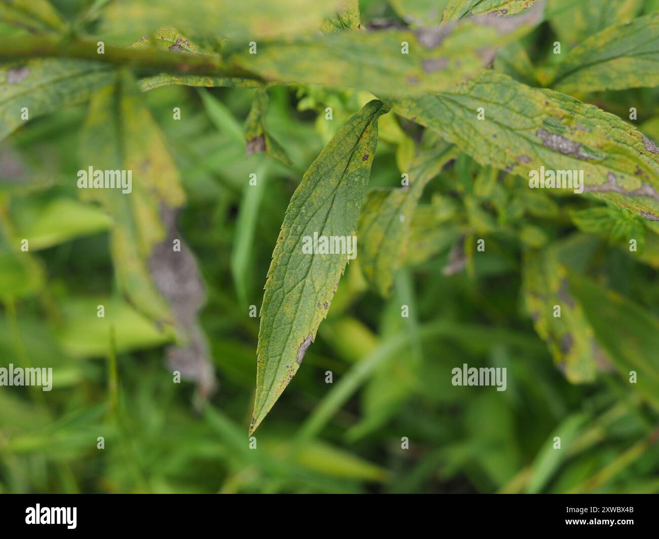 common wrinkle-leaved goldenrod (Solidago rugosa) Plantae Stock Photo ...
