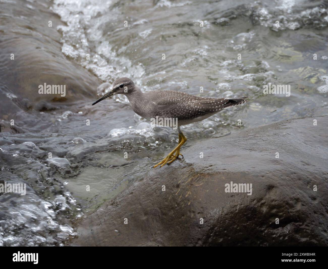 Grey-tailed Tattler (Tringa brevipes) Aves Stock Photo - Alamy