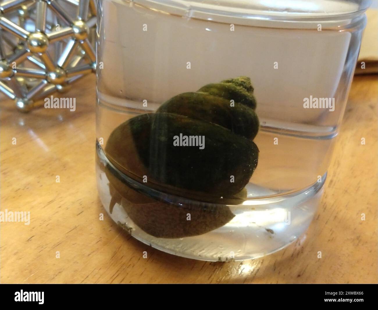 Chinese Mystery Snail (Cipangopaludina chinensis) Mollusca Stock Photo ...