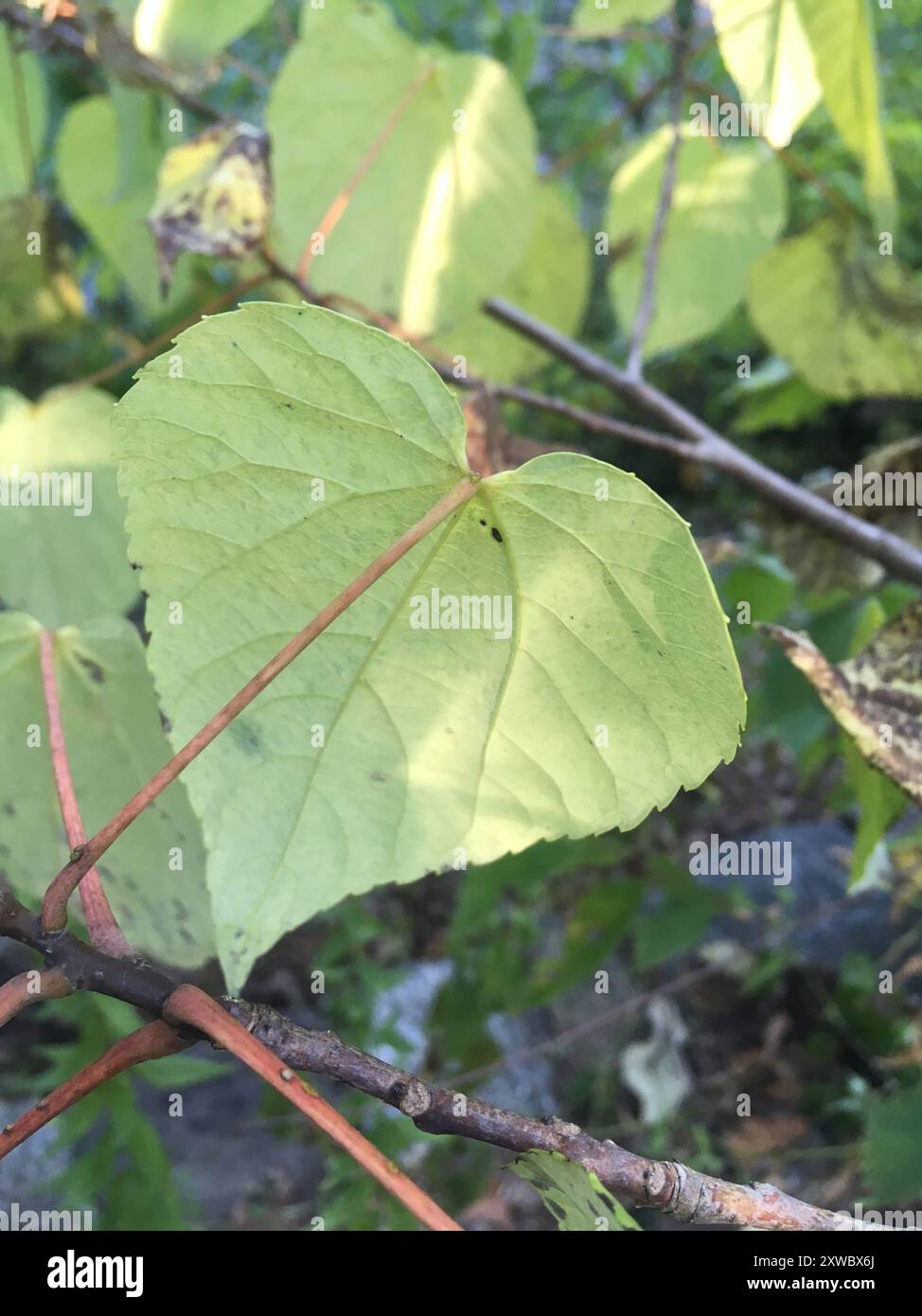 Wonder tree (Idesia polycarpa) Plantae Stock Photo - Alamy