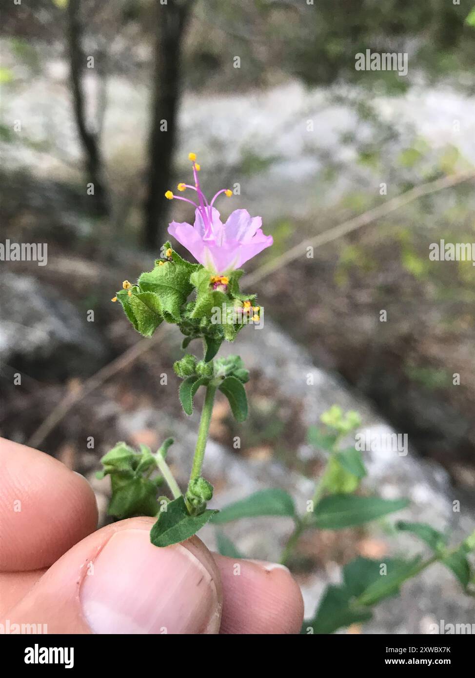 White Four o'Clock (Mirabilis albida) Plantae Stock Photo - Alamy