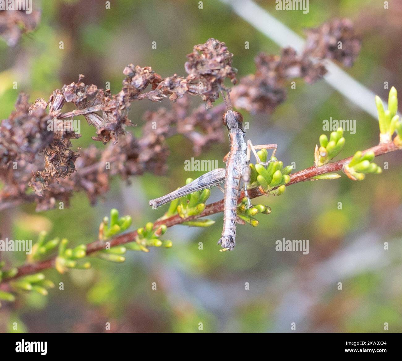 Chaparral Monkey Grasshopper (Morsea californica) Insecta Stock Photo ...
