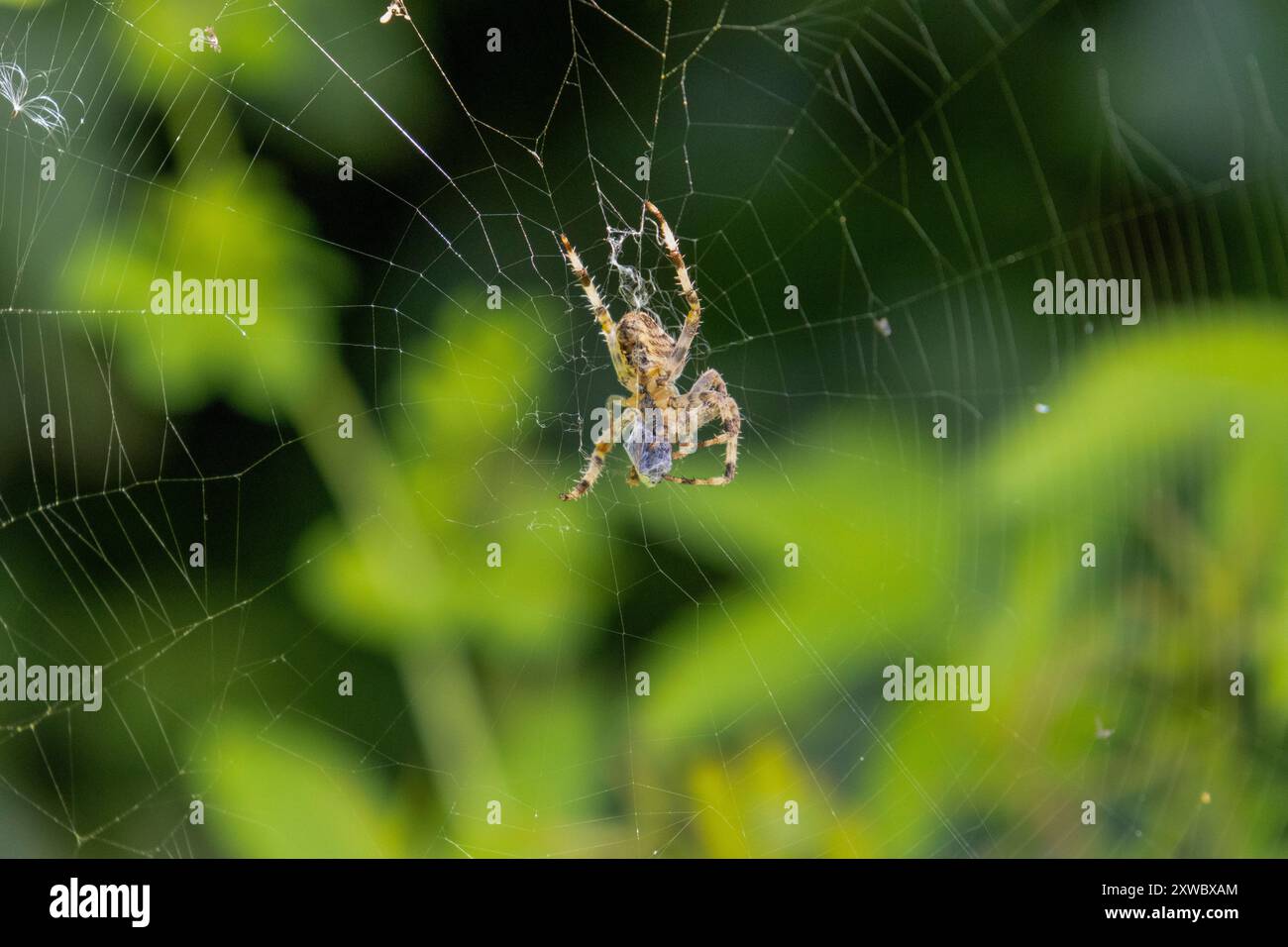 Garden orb-web spider in web Stock Photo - Alamy