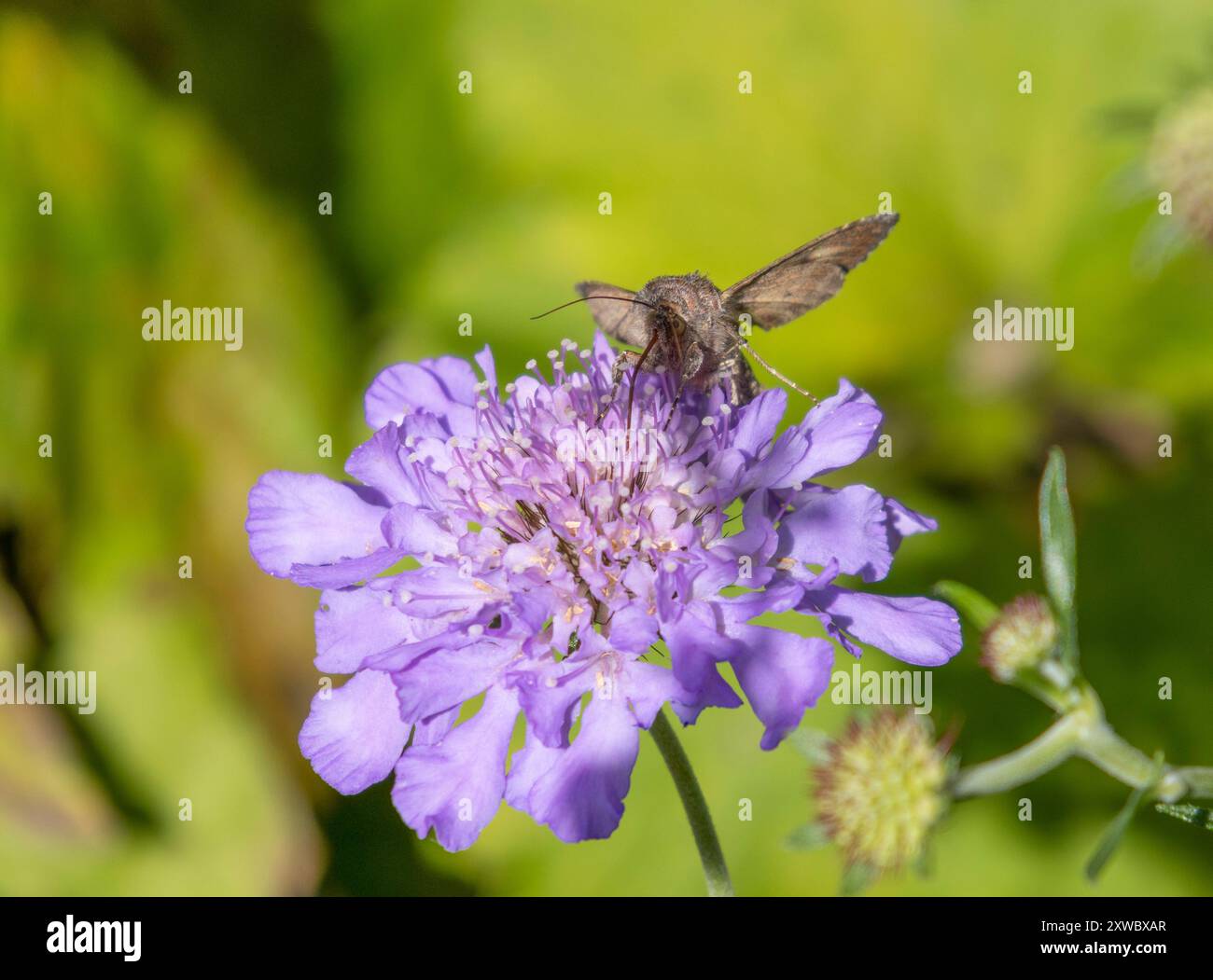 Moth flower hi-res stock photography and images - Alamy