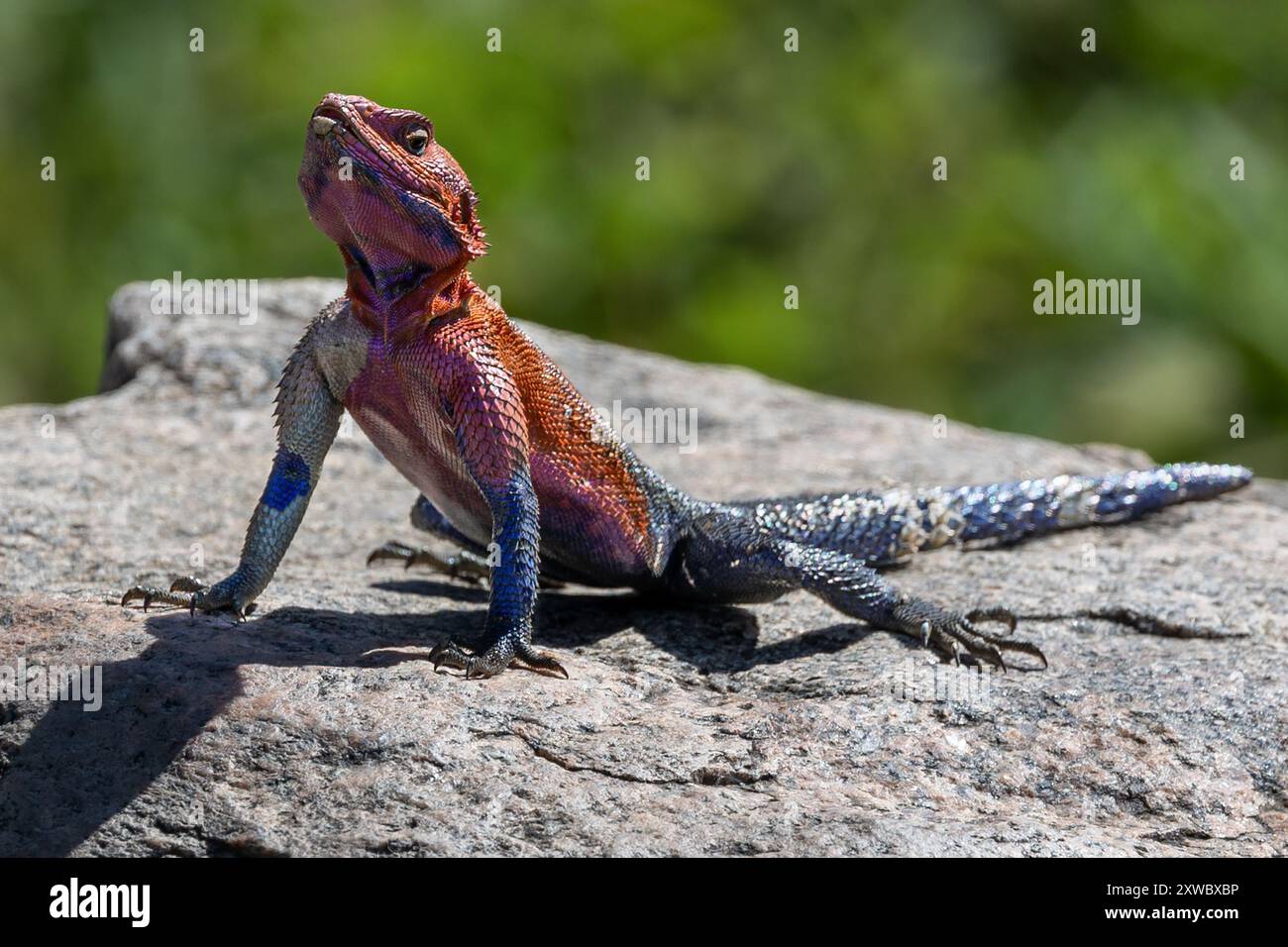Red Agama lizard, Central Serengeti Plains, Tanzania Stock Photo - Alamy