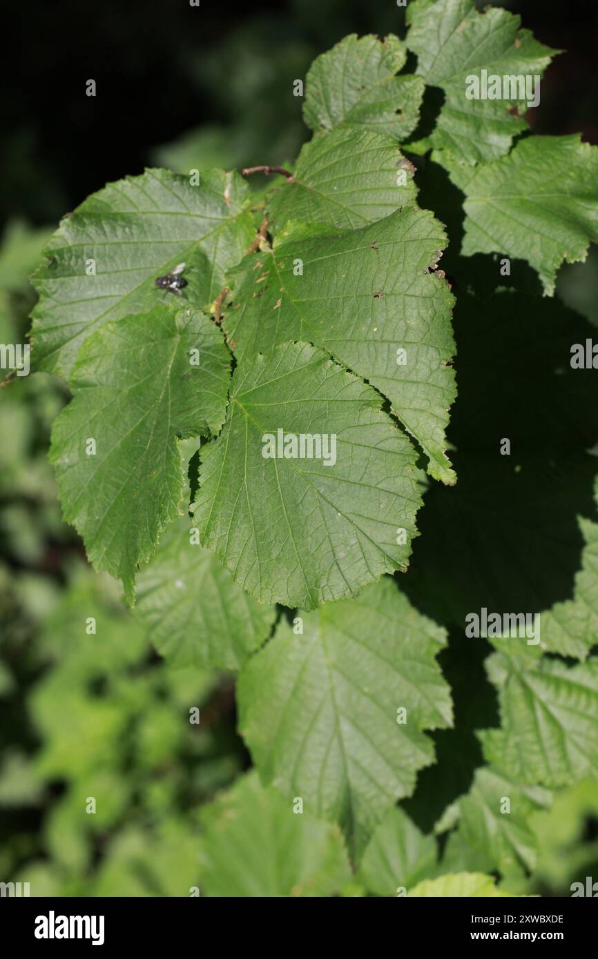 common hazel (Corylus avellana) Plantae Stock Photo - Alamy