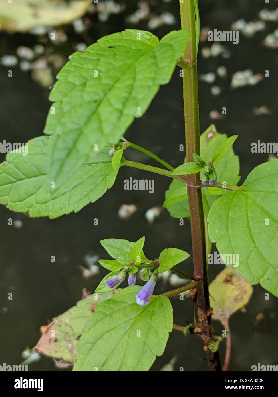 blue skullcap (Scutellaria lateriflora lateriflora) Plantae Stock Photo ...