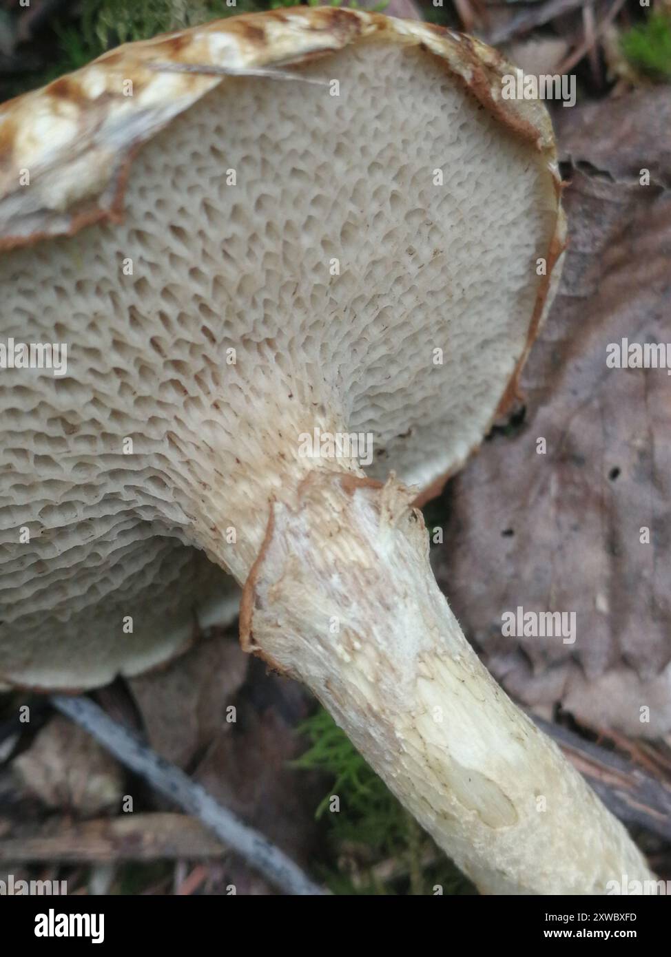 Sticky Bolete (Suillus viscidus) Fungi Stock Photo - Alamy