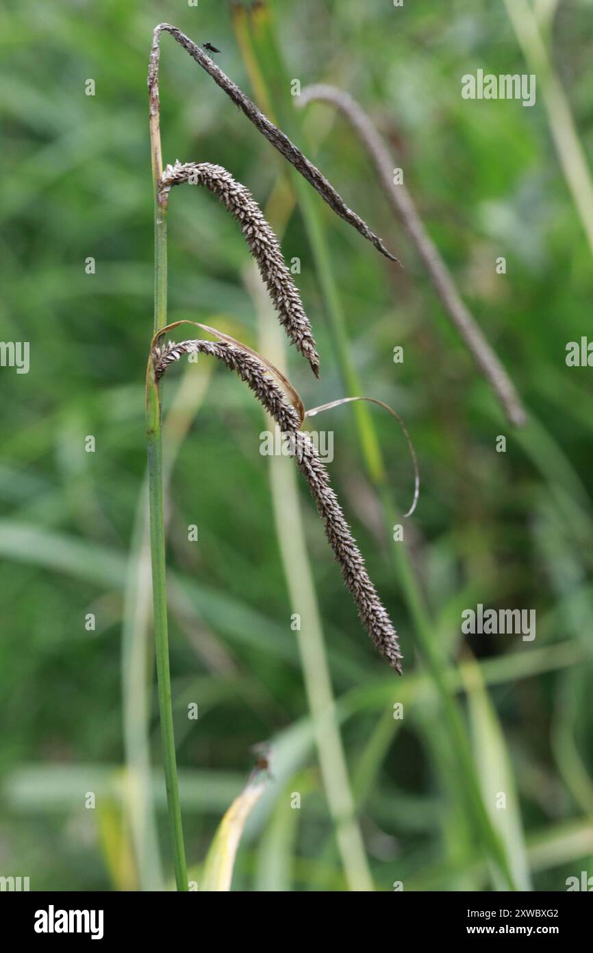 Hanging sedge (Carex pendula) Plantae Stock Photo - Alamy