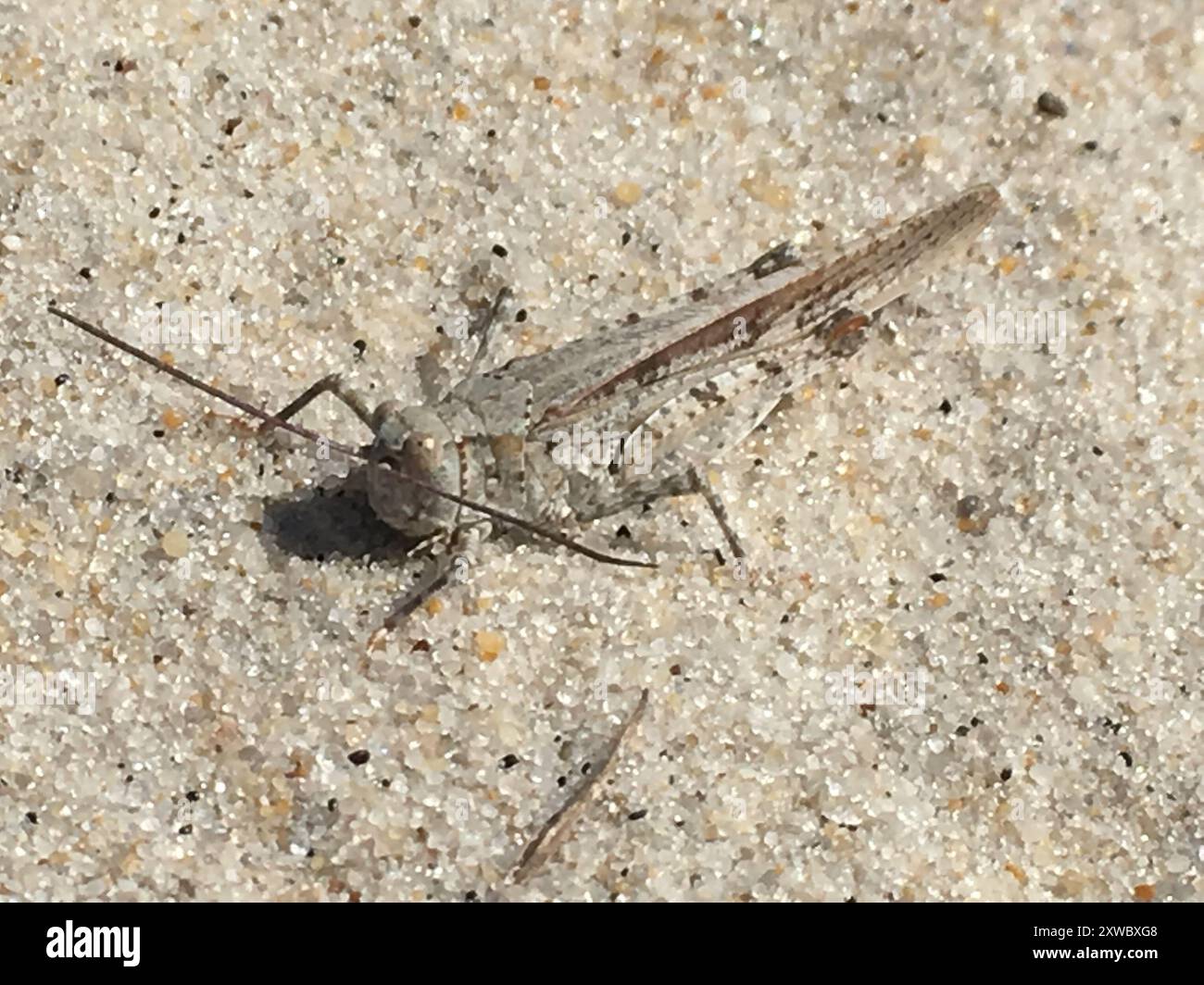 Seaside Grasshopper (Trimerotropis maritima) Insecta Stock Photo - Alamy