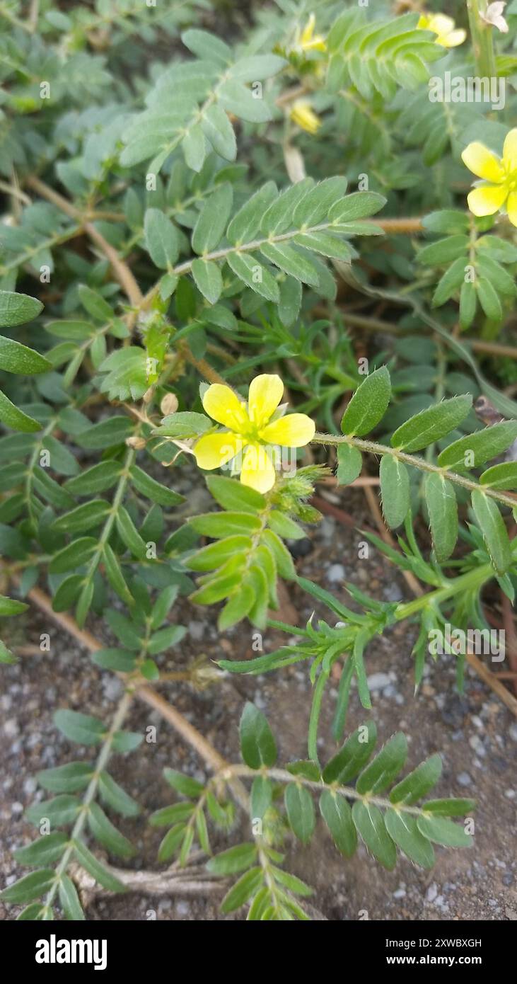 Puncture vine hi-res stock photography and images - Alamy