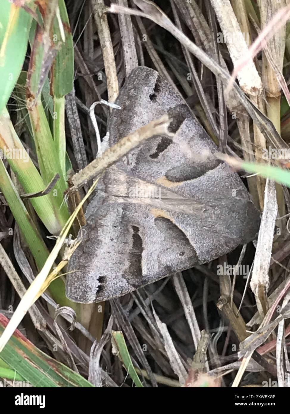 Forage Looper Moth (Caenurgina erechtea) Insecta Stock Photo - Alamy