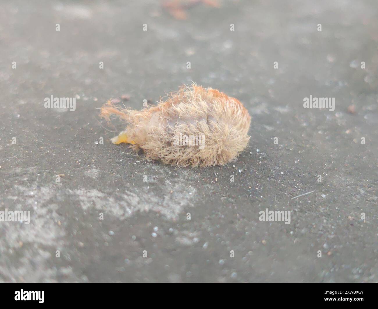 Southern Flannel Moth (Megalopyge opercularis) Insecta Stock Photo - Alamy