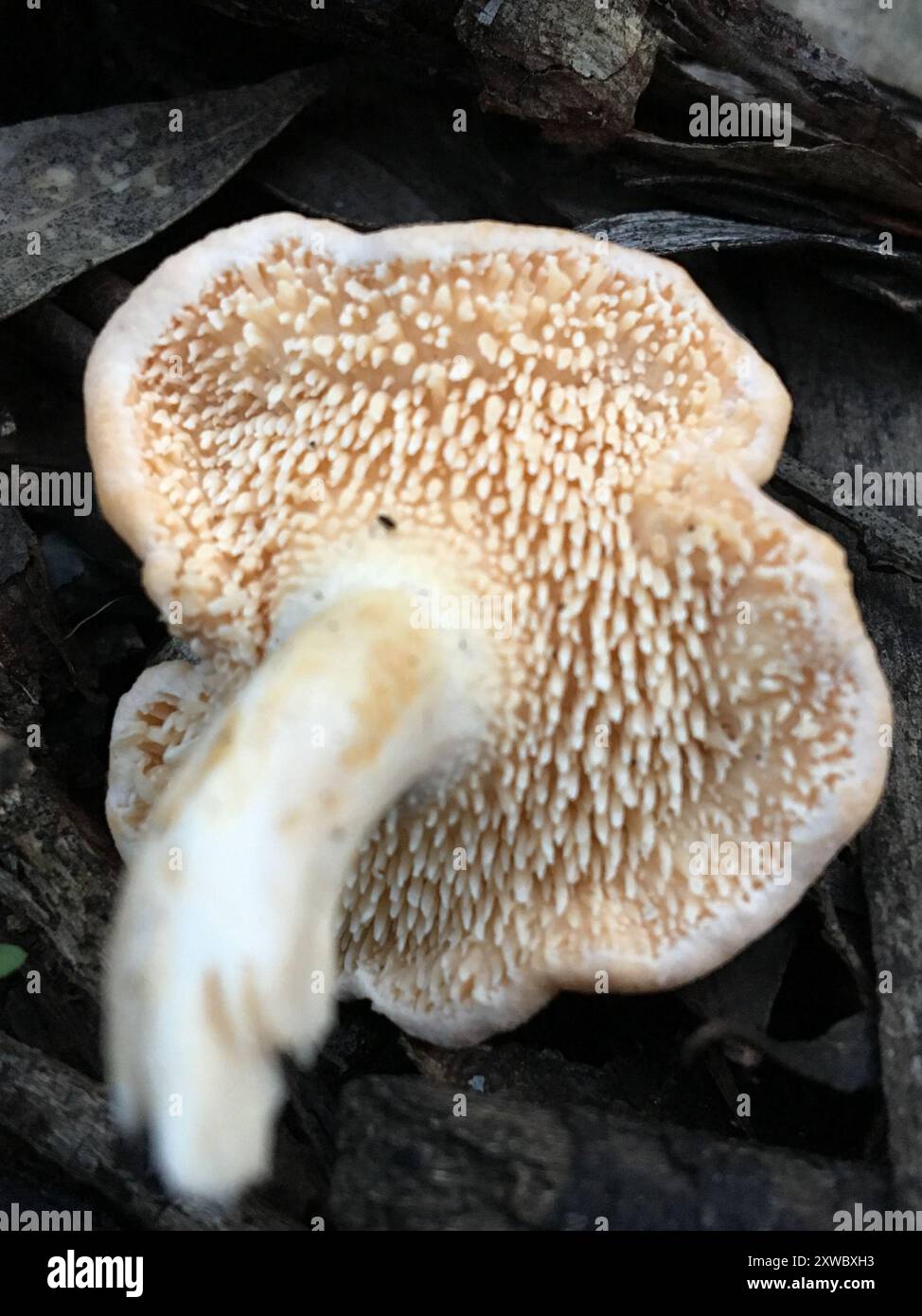 Wood Hedgehog (Hydnum repandum) Fungi Stock Photo - Alamy