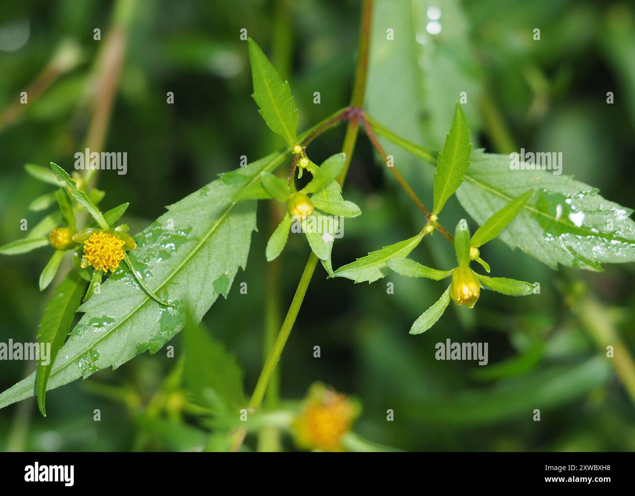 Devil's Beggarticks (Bidens frondosa) Plantae Stock Photo - Alamy