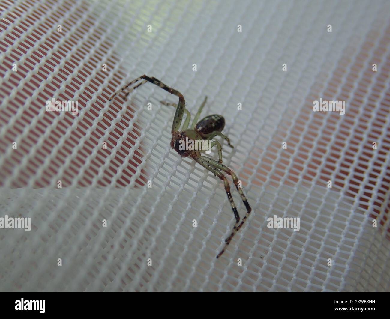 Flower Spiders (Diaea) Arachnida Stock Photo - Alamy