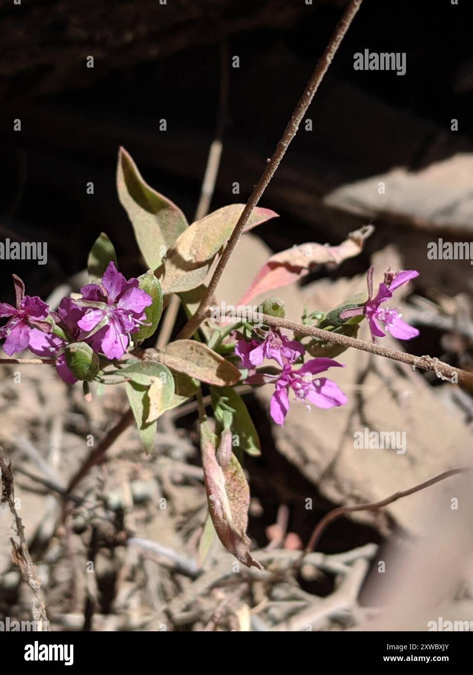 diamond clarkia (Clarkia rhomboidea) Plantae Stock Photo - Alamy