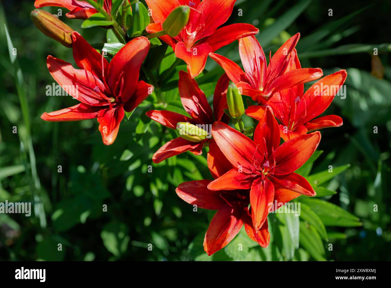 Plante de jardin rouge hi-res stock photography and images - Alamy