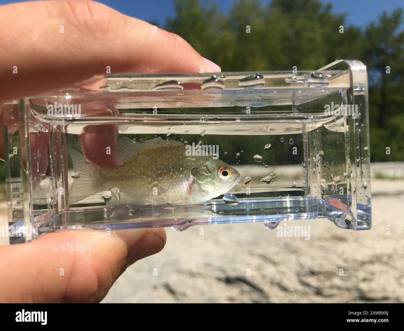 Longear Sunfish Complex (Lepomis megalotis) Actinopterygii Stock Photo ...