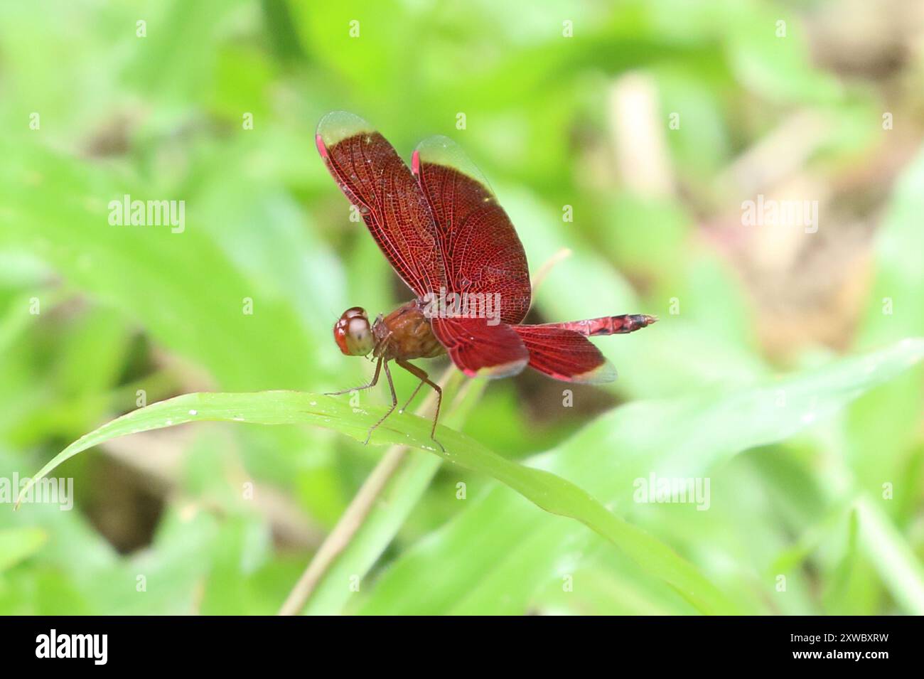 Common Parasol (Neurothemis fluctuans) Insecta Stock Photo - Alamy