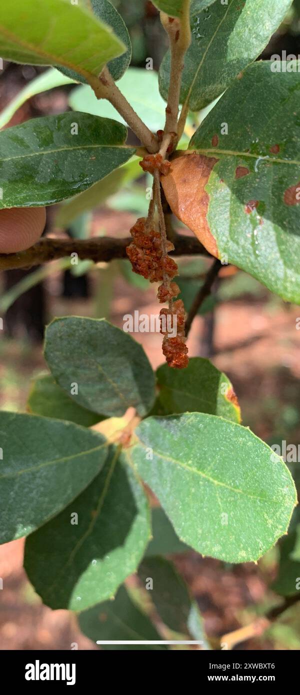 Arizona white oak (Quercus arizonica) Plantae Stock Photo - Alamy