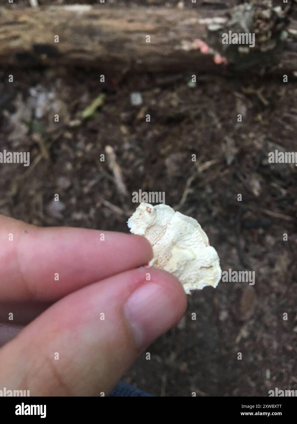 Coral-pink Merulius (Phlebia incarnata) Fungi Stock Photo - Alamy