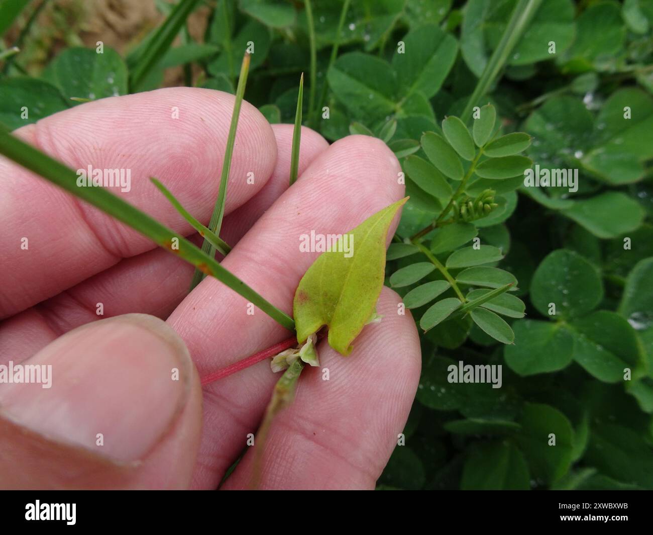 Copse-bindweed (Fallopia dumetorum) Plantae Stock Photo - Alamy