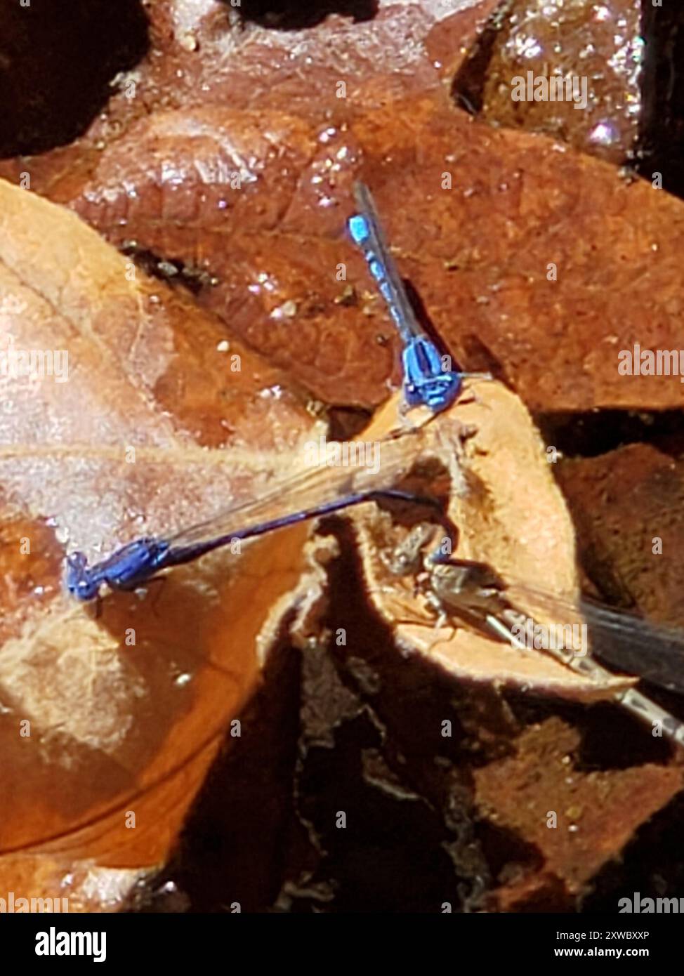 Dancers (Argia) Insecta Stock Photo - Alamy