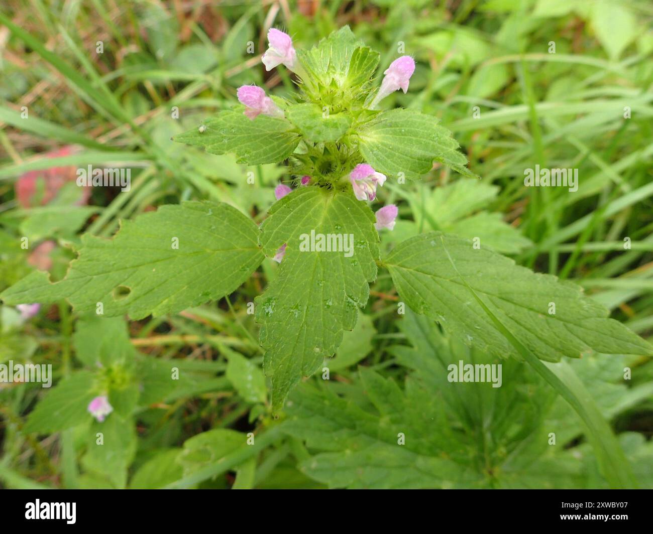 Common hemp-nettle (Galeopsis tetrahit) Plantae Stock Photo - Alamy