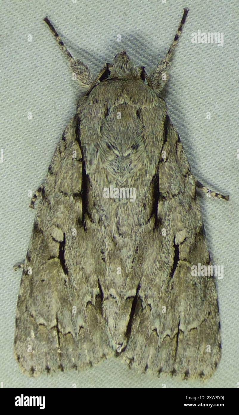 Greater Oak Dagger (Acronicta lobeliae) Insecta Stock Photo - Alamy