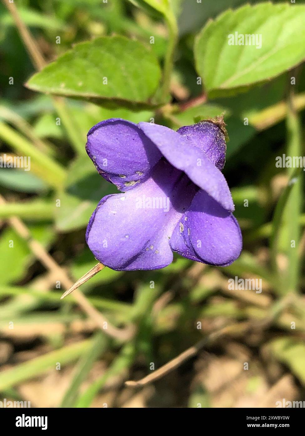 Lesser Torenia (Torenia concolor) Plantae Stock Photo - Alamy