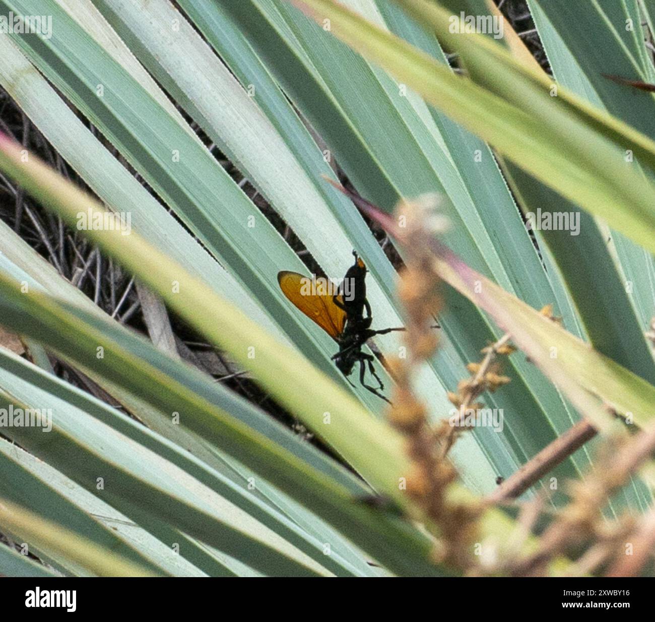 New World Tarantula-hawk Wasps (Pepsis) Insecta Stock Photo - Alamy