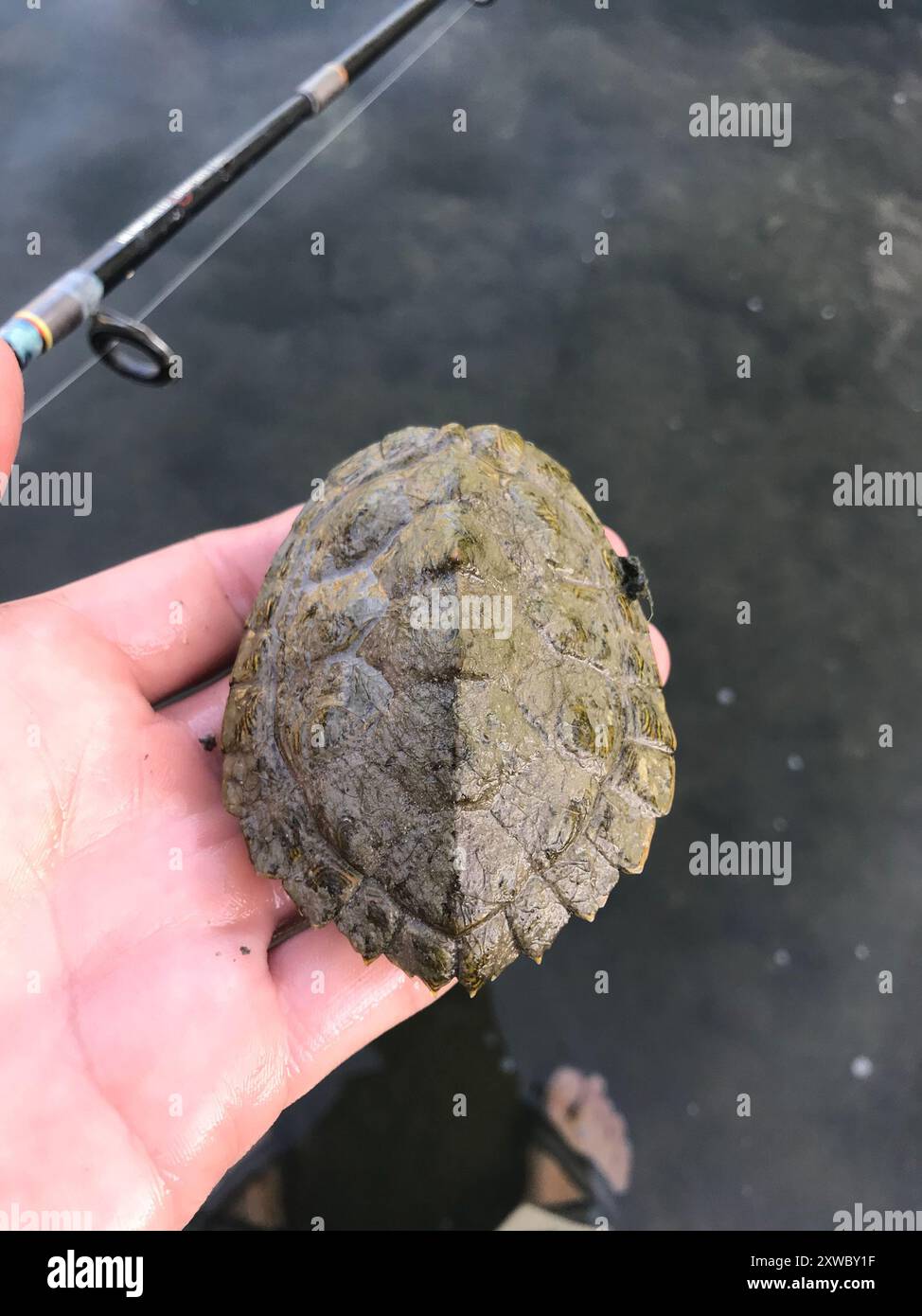 Cagle's Map Turtle (Graptemys caglei) Reptilia Stock Photo - Alamy